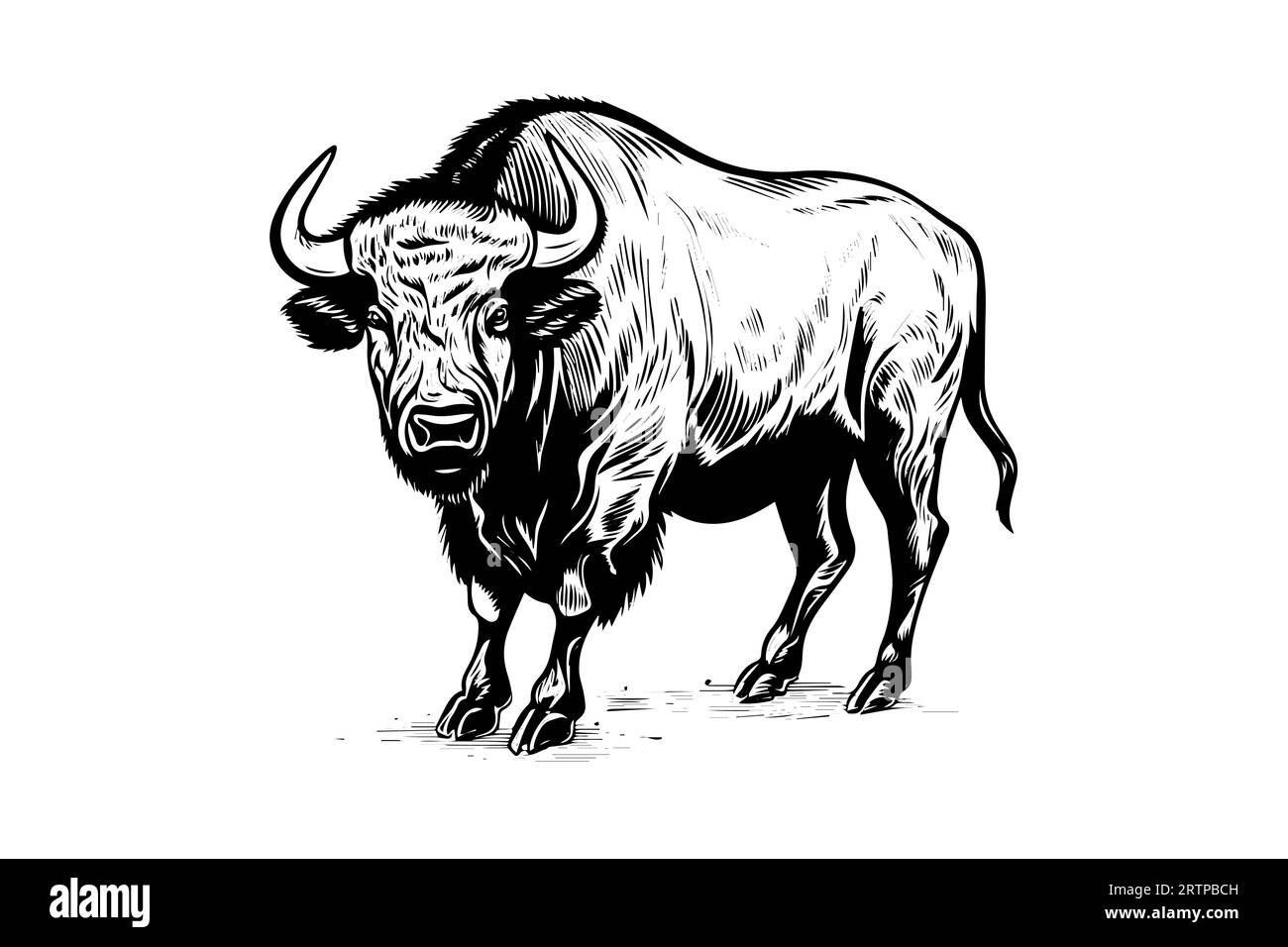 Hand drawn buffalo. Vector illustration of bull ink sketch engraving ...
