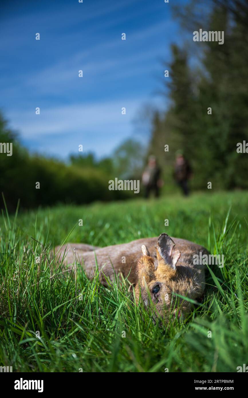 Sustainable deer management hi-res stock photography and images - Alamy