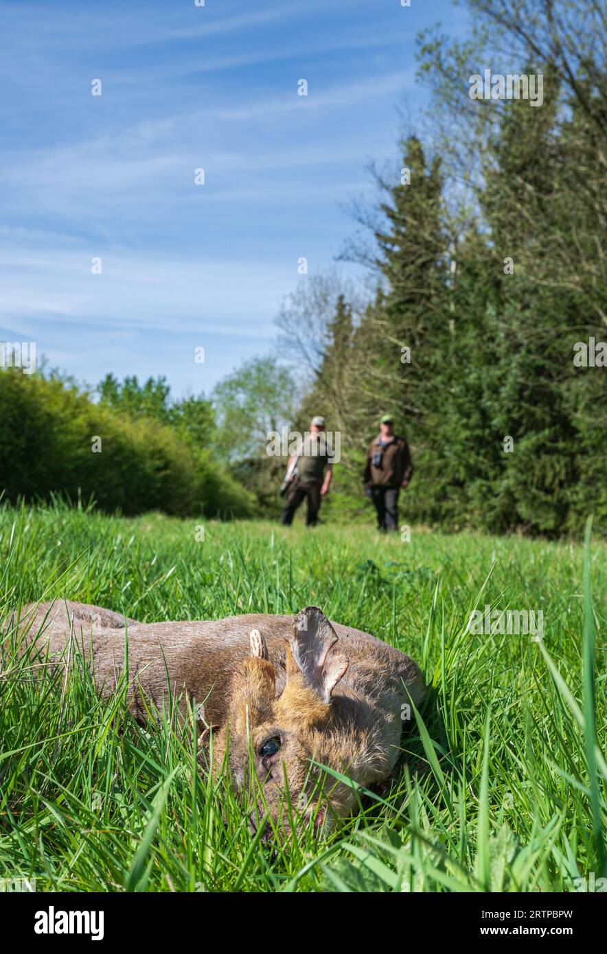 Sustainable deer management hi-res stock photography and images - Alamy