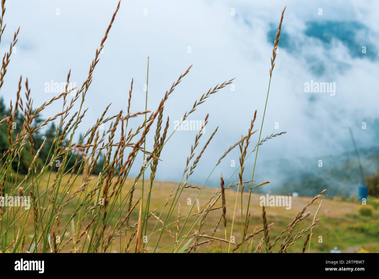 A view through long grass at a meadow and clouds on top of the mountain ...