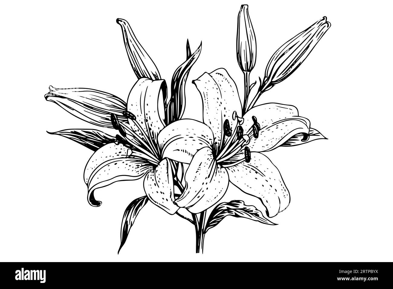 Monochrome black and white bouquet lily isolated on white background ...