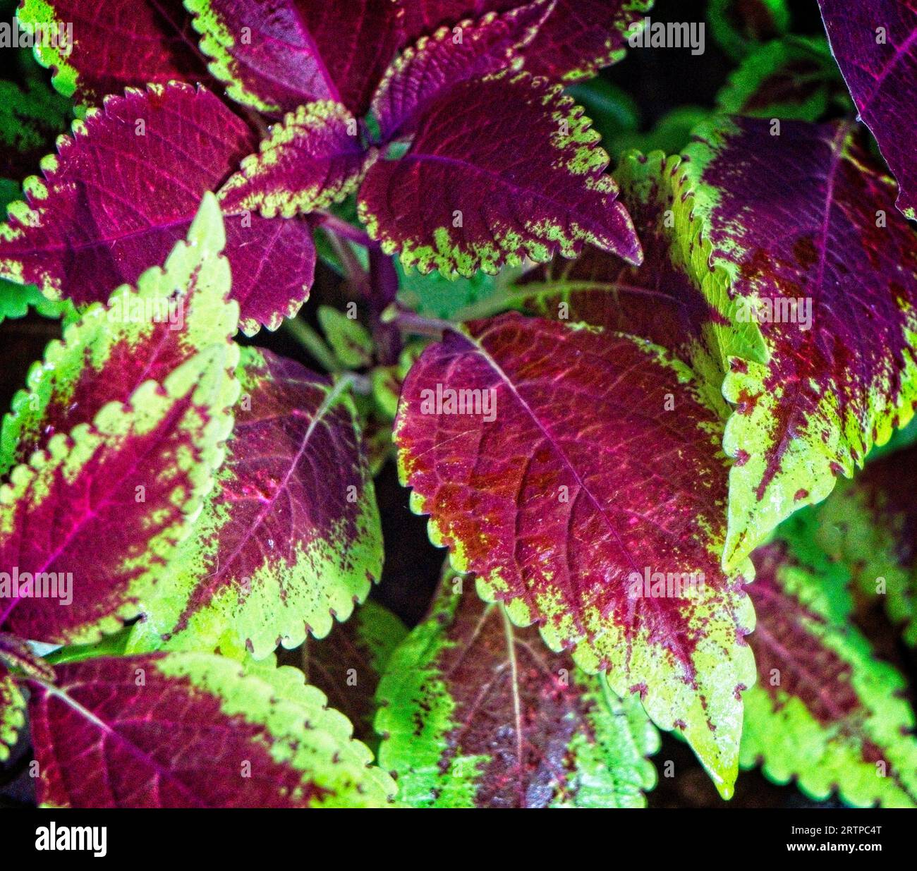 Purple and green coleus hi-res stock photography and images - Alamy