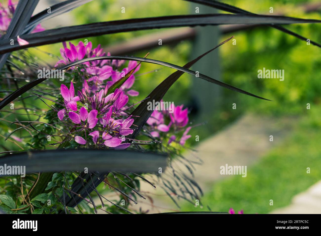 Framing pink hi-res stock photography and images - Alamy