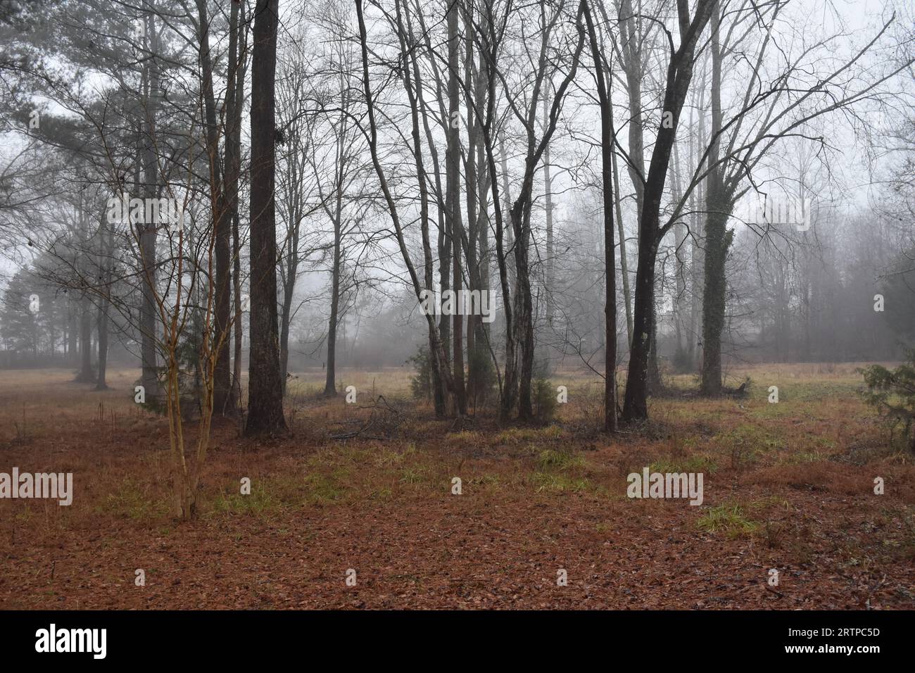 A Foggy scene in the woods Stock Photo - Alamy
