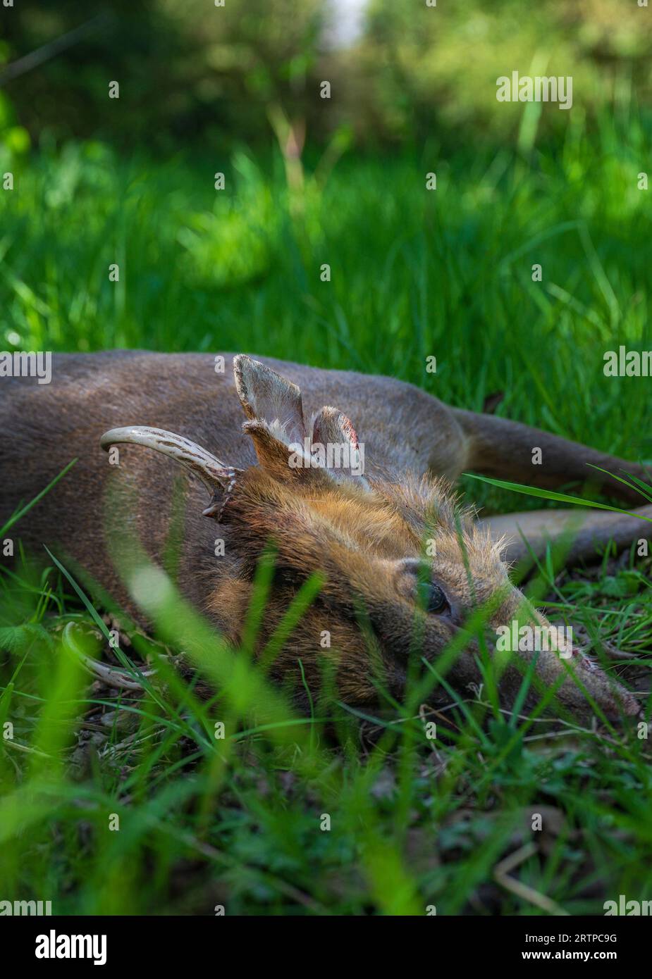 A Muntjac Deer, buck or male, that has been culled by a deer stalker as ...