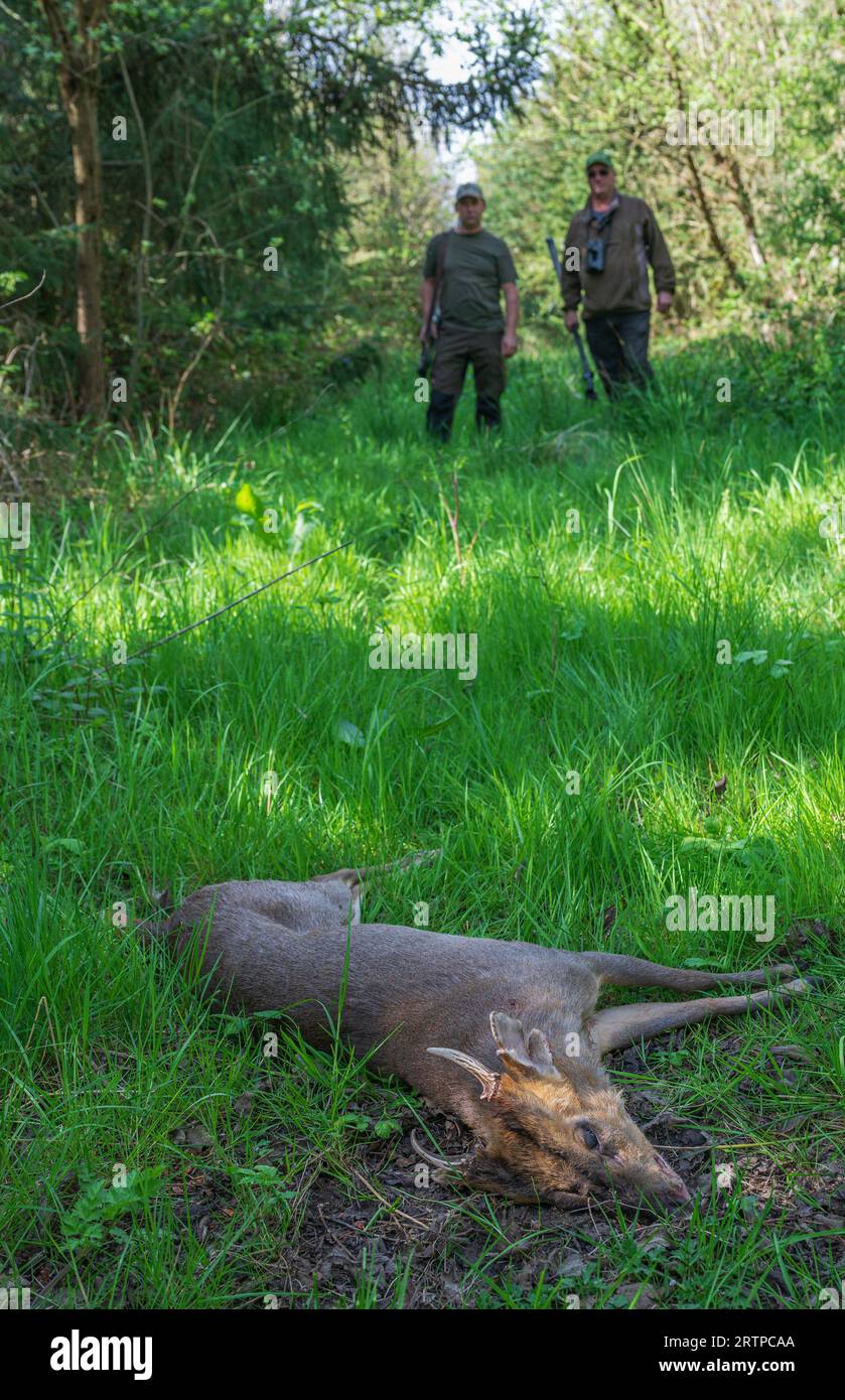 Two deer stalkers approach a Muntjac Deer, buck or male, that has been ...