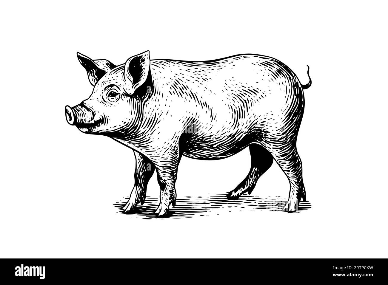Vector illustration of pig in engraving style, hand drawing sketch ...