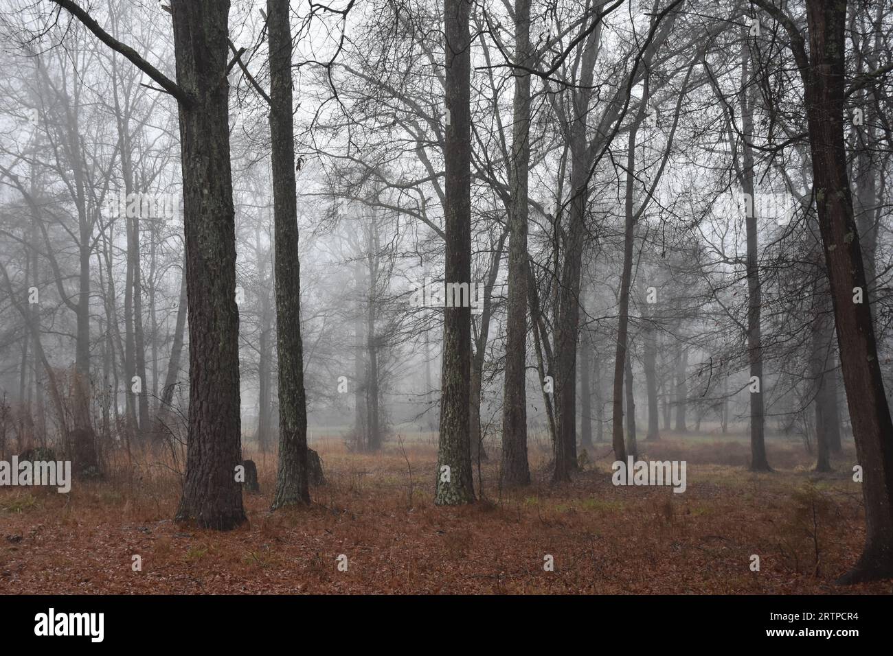A Foggy scene in the woods Stock Photo - Alamy