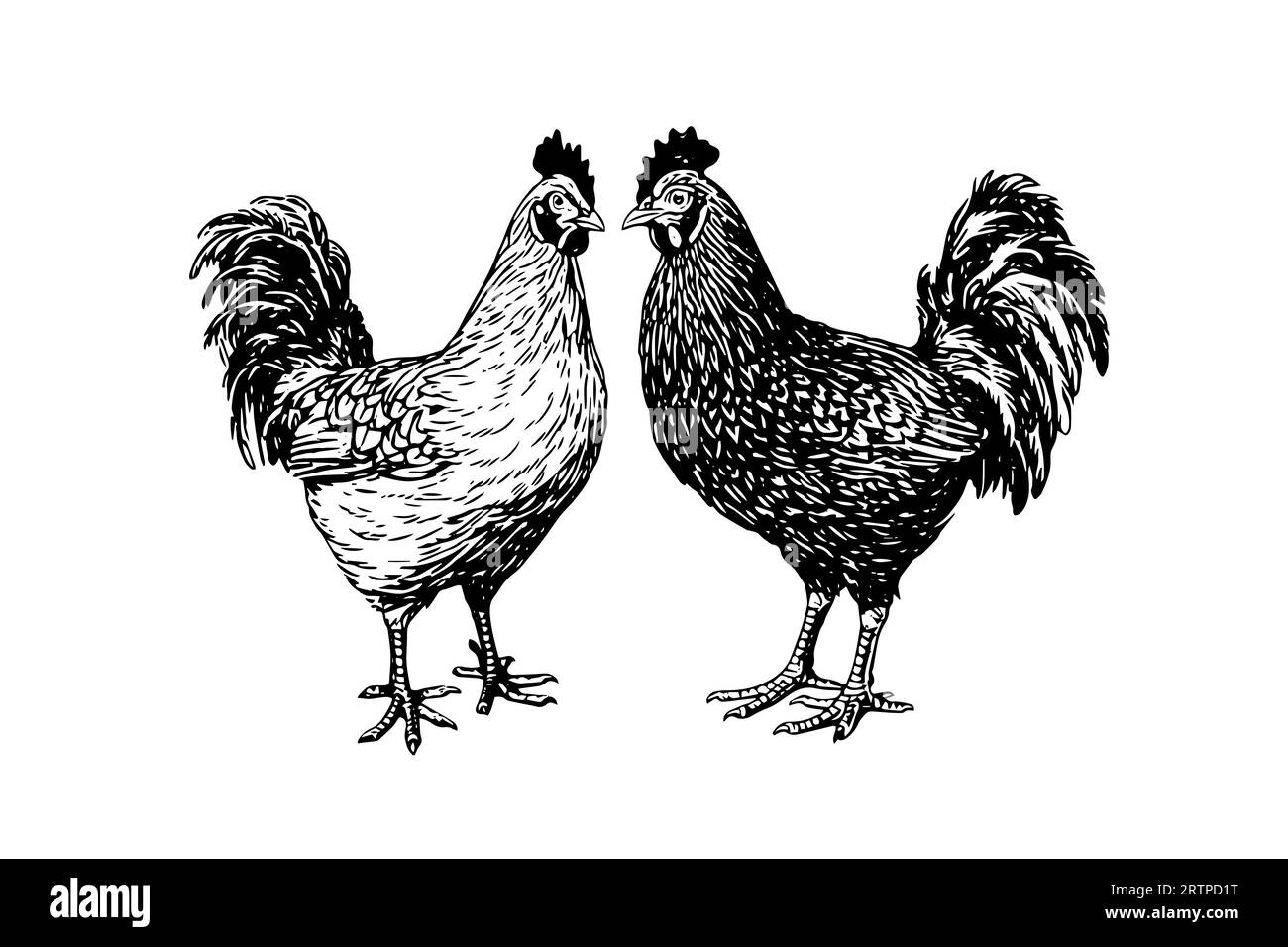 Chicken or hen drawn in vintage engraving style vector illustration ...