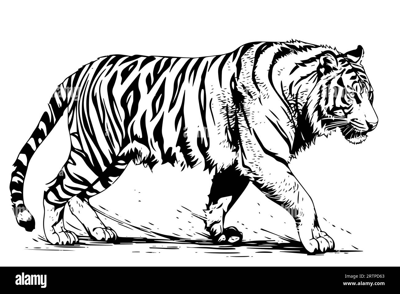 Hand drawn engraving style sketch of a tiger, vector ink illustration ...