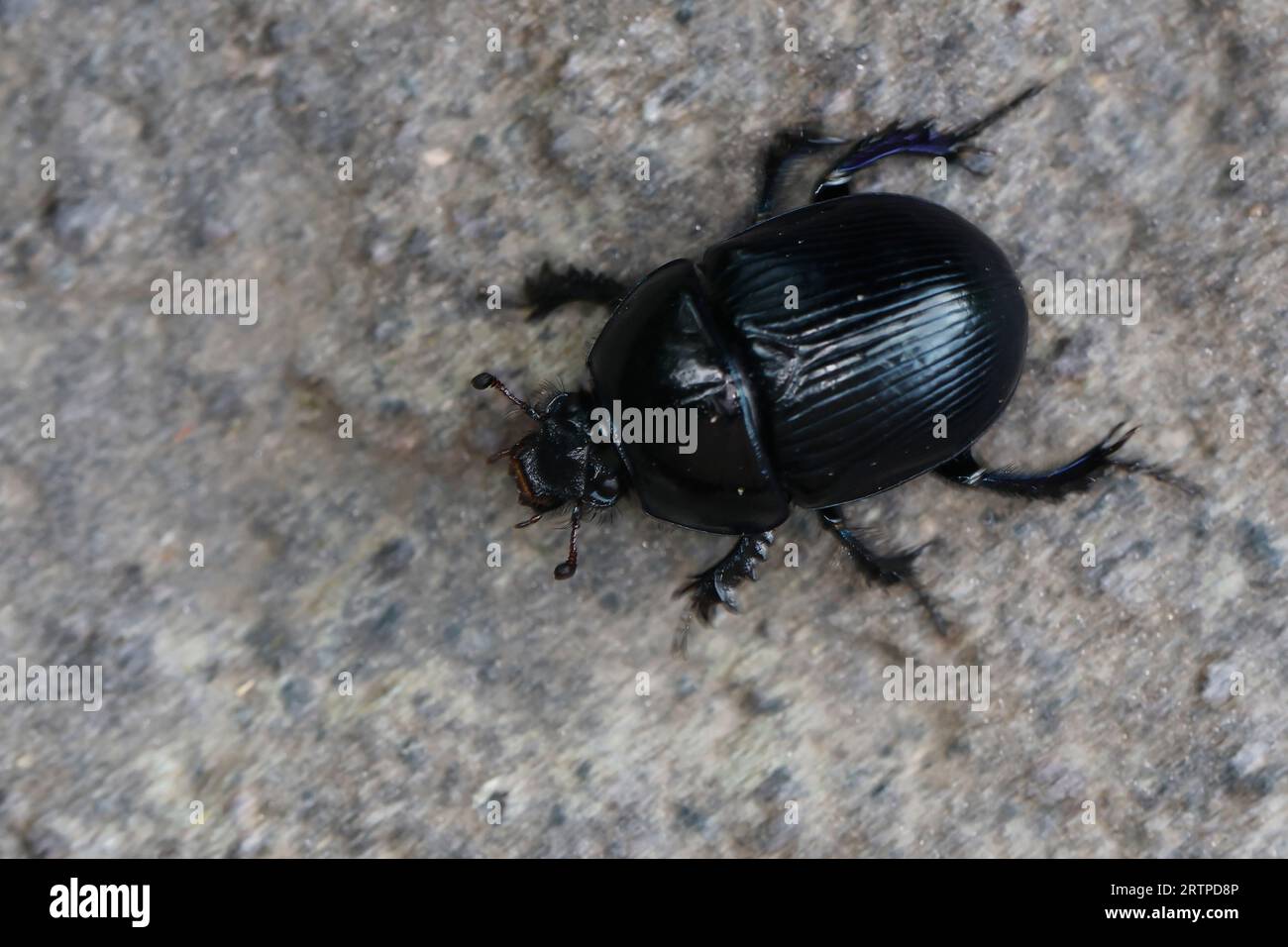 Dor beetles hi-res stock photography and images - Alamy