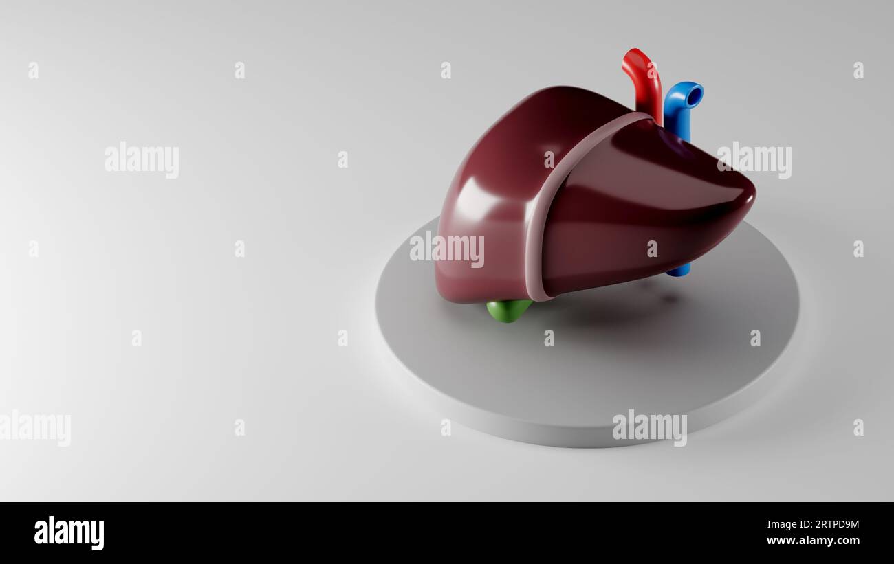 Isometric 3d illustration of stylized human liver with gall bladder on ...