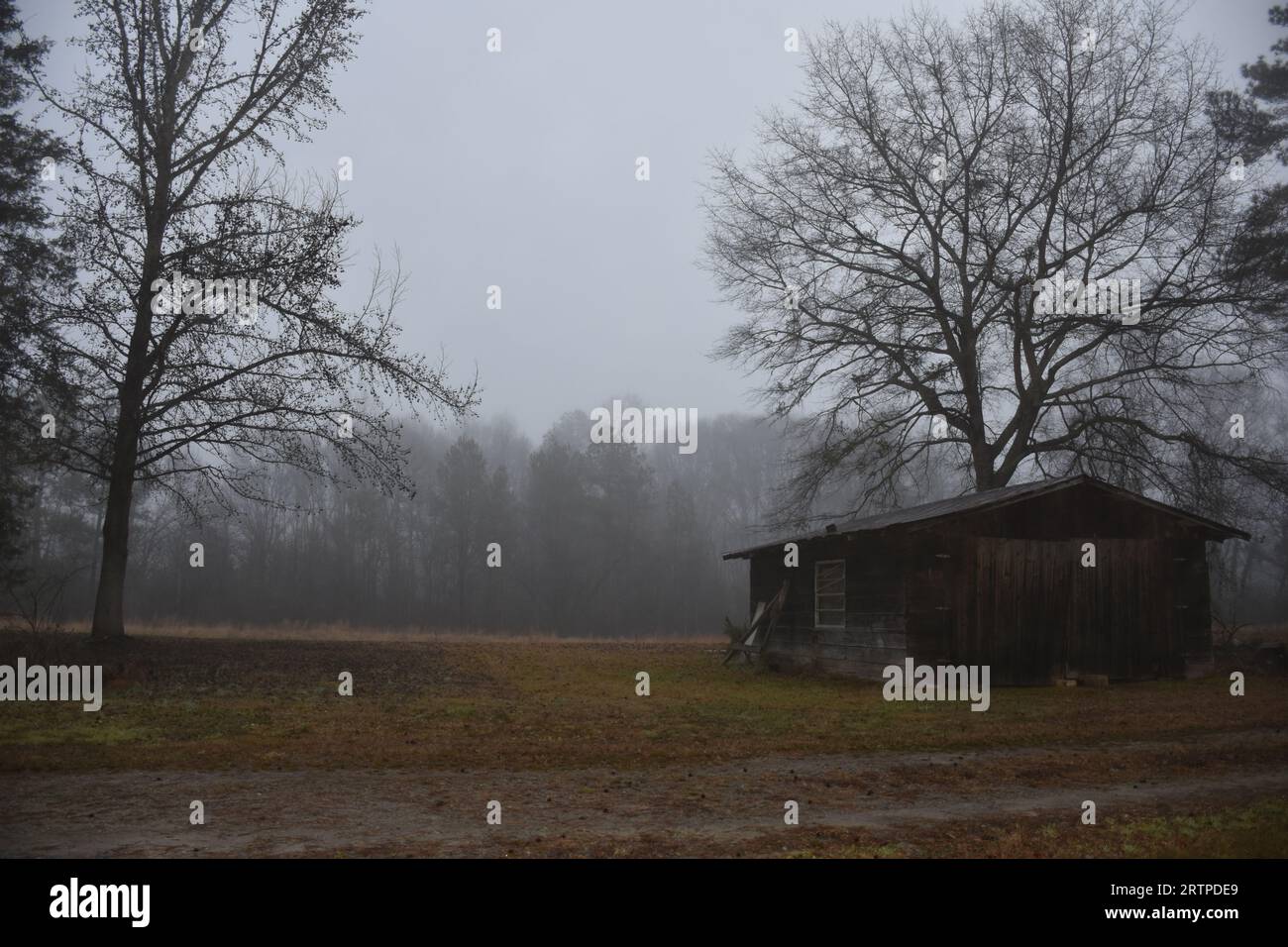 A Foggy scene in the woods Stock Photo - Alamy