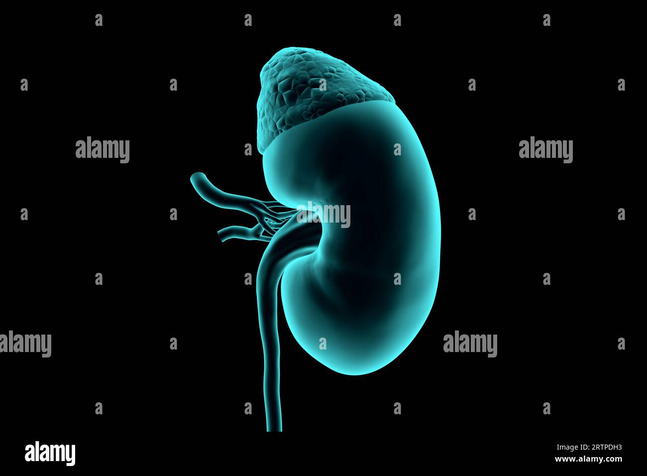 3d illustration of human kidney realistic x-ray simulation isolated on ...