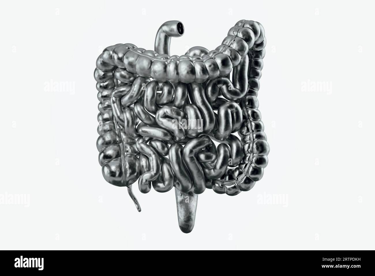 3d illustration of metal human intestine. Large and small intestine ...