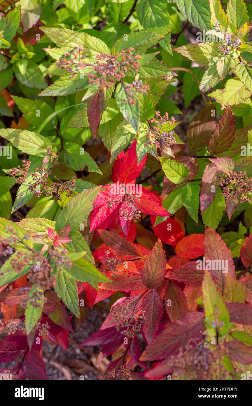 Spiraea japonica leaf hi-res stock photography and images - Alamy