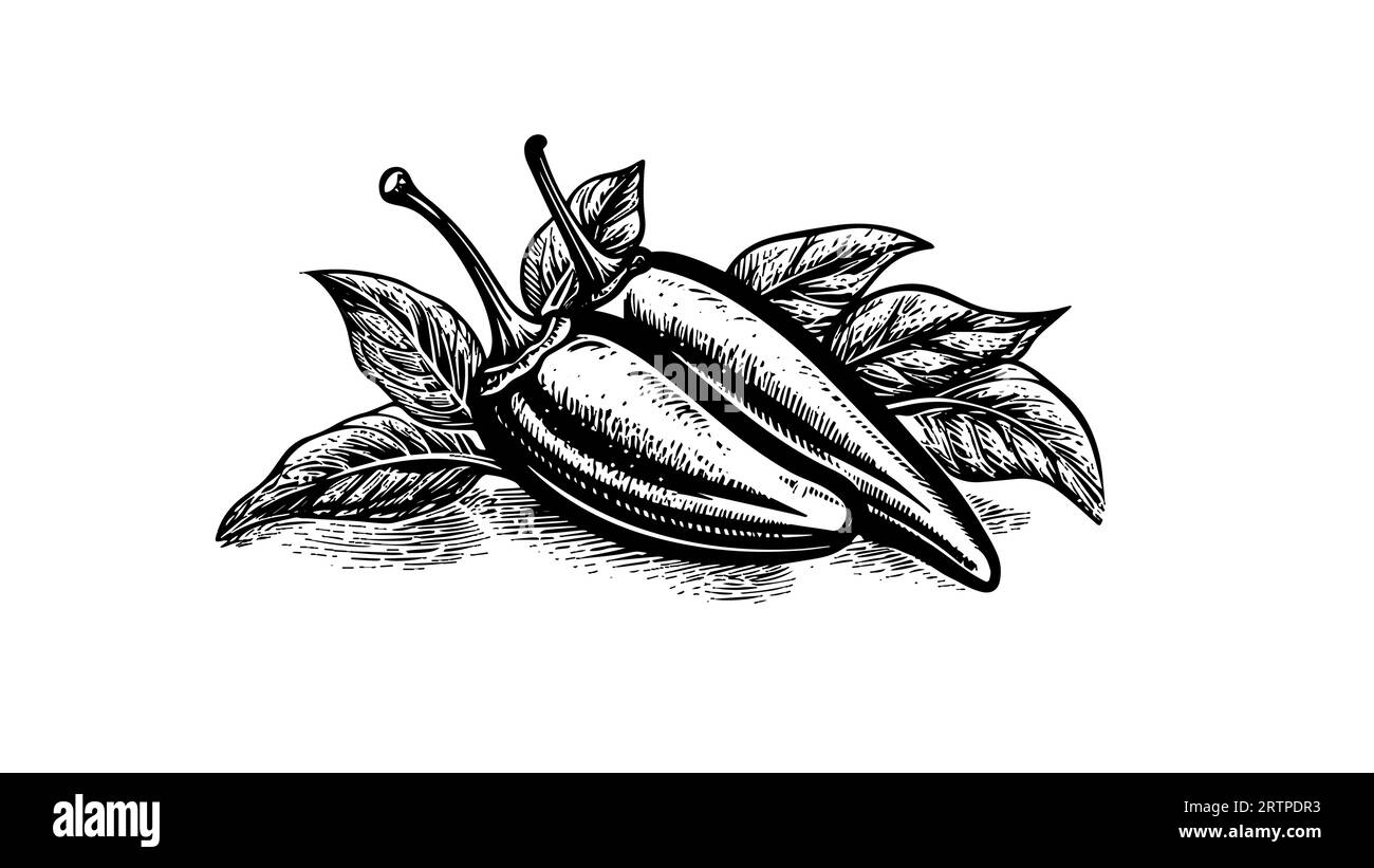 Hand drawn engraving style pepper chilli illustration. Vintage hatching ...