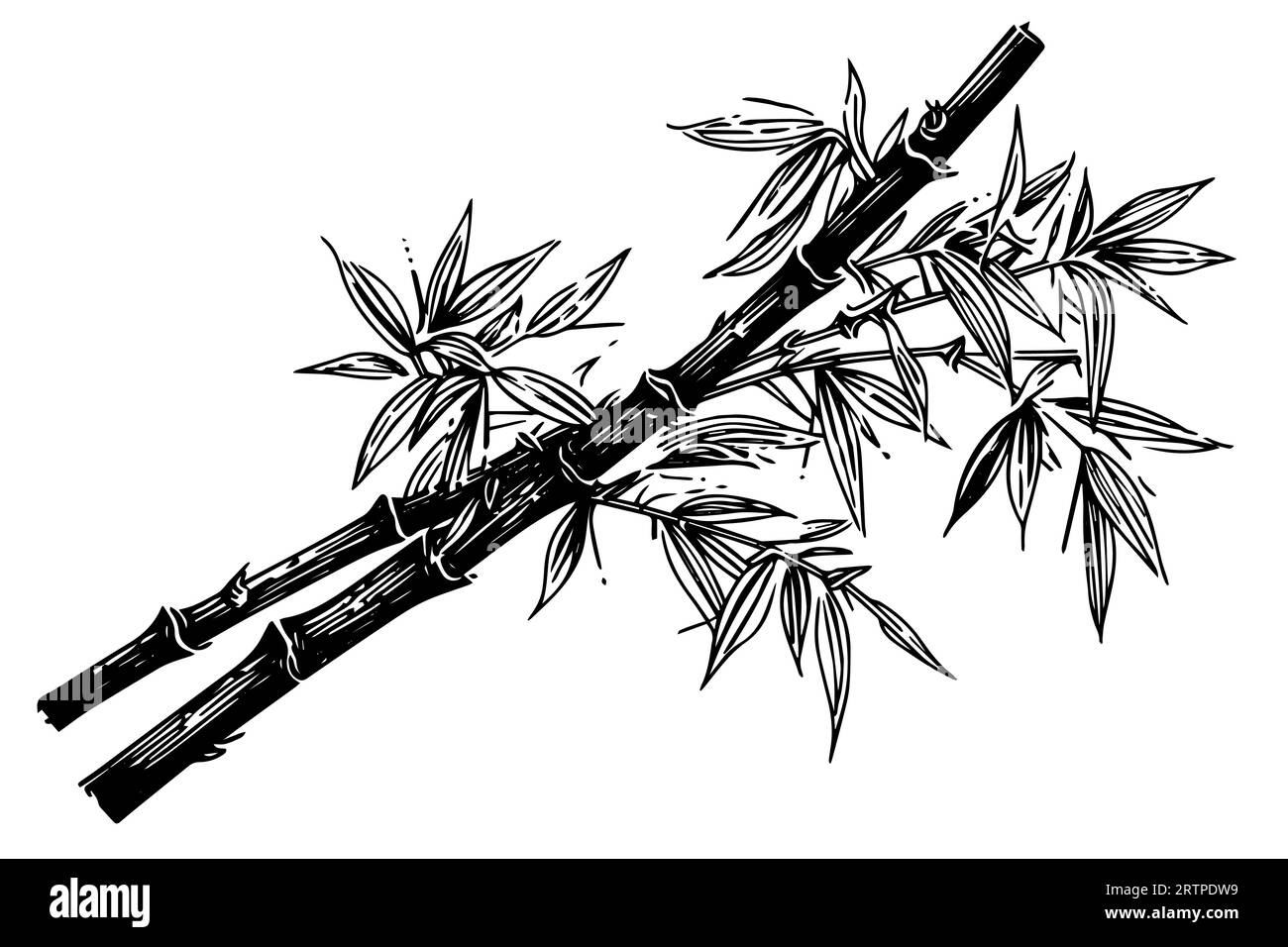 Hand drawn ink sketch of bamboo leaves and branches. Vector ...