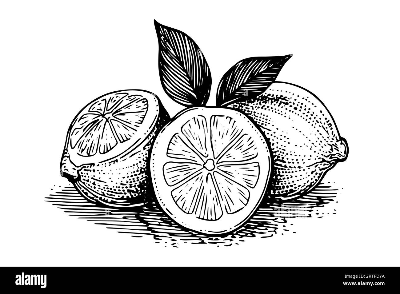 Hand drawn ink sketch vector illustration of lemon. Citrus in engraving style vector ...