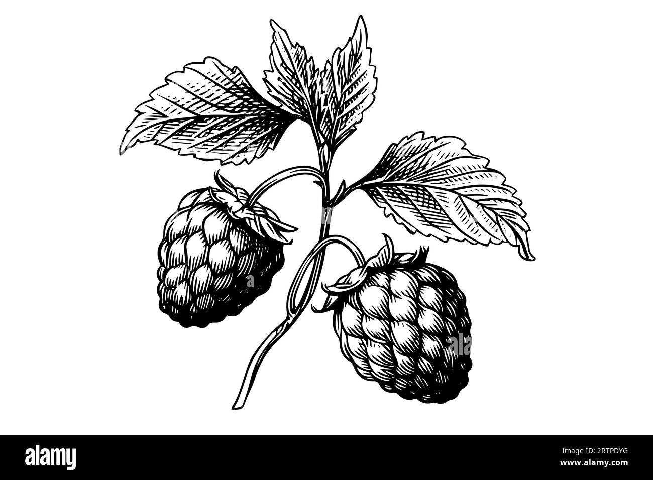 Raspberry branch hand drawing ink sketch. Engraving style vector ...