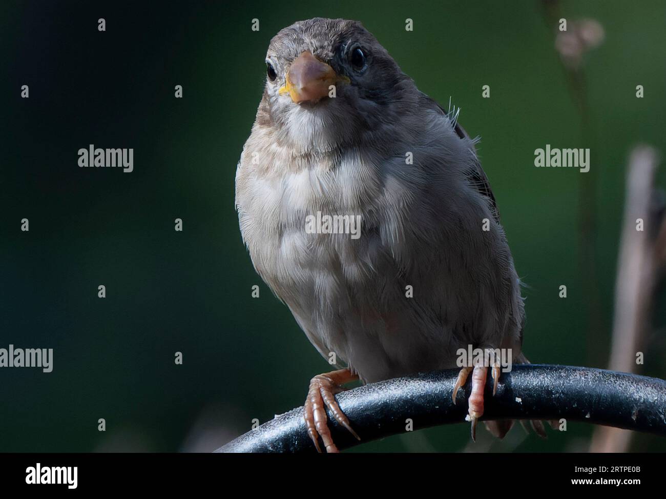 Up gray hi-res stock photography and images - Alamy