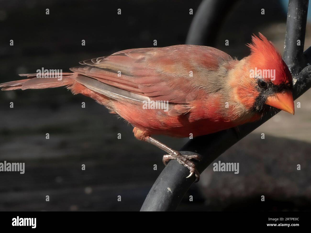 Northern Cardinal on the backyard deck Stock Photo - Alamy