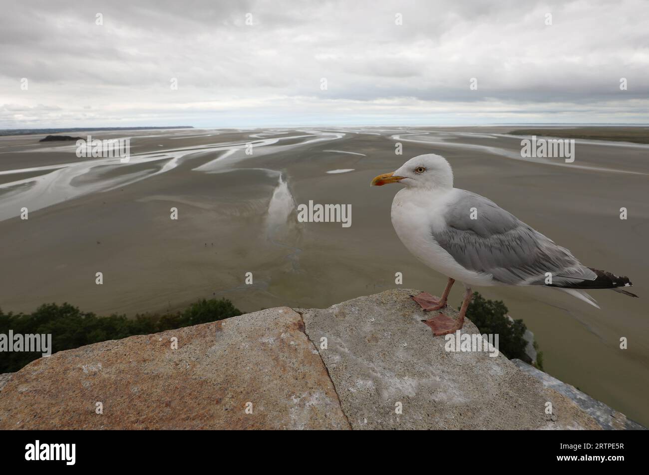 seagull on the lookout above the ancient abbey and the beach during low ...