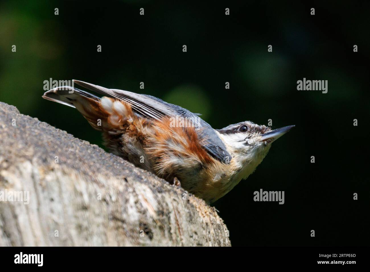 Nuthatch bird uk hi-res stock photography and images - Alamy