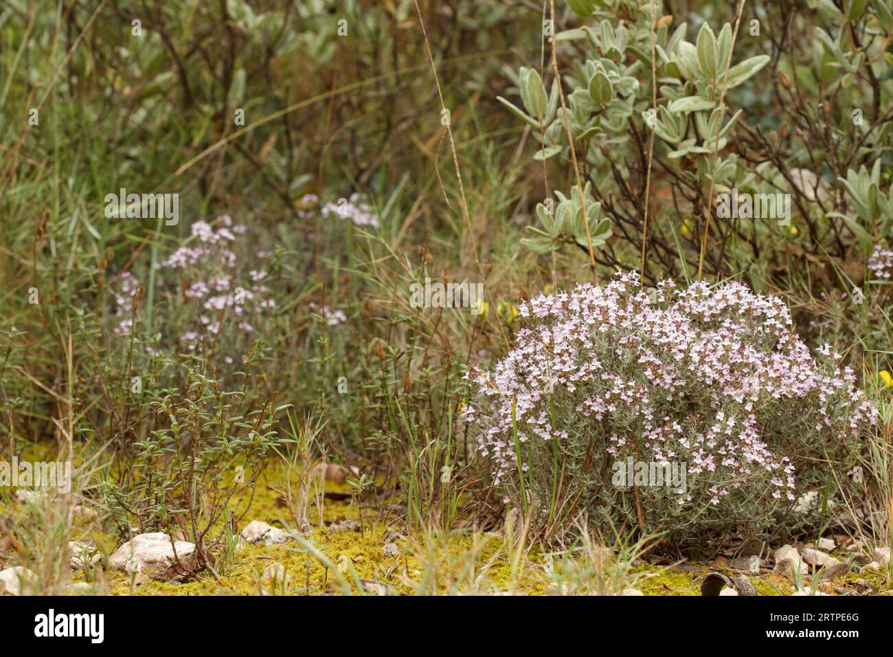 Thyme bush in the undergrowth surrounded by cistus, San Antonio de ...