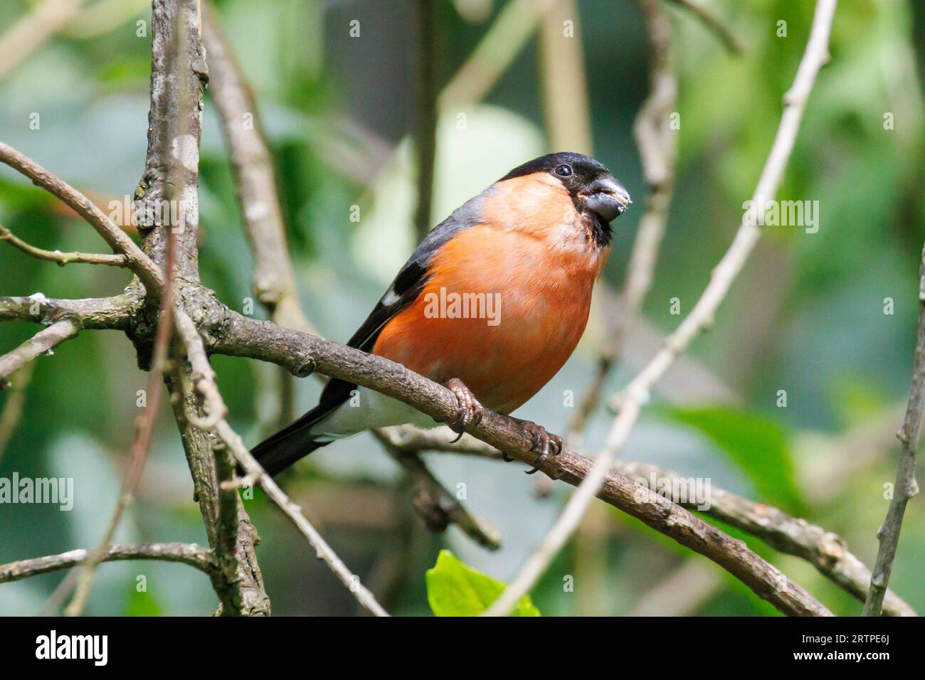 Male Eurasian bullfinch, Pyrrhula pyrrhula, Sussex, UK Stock Photo - Alamy
