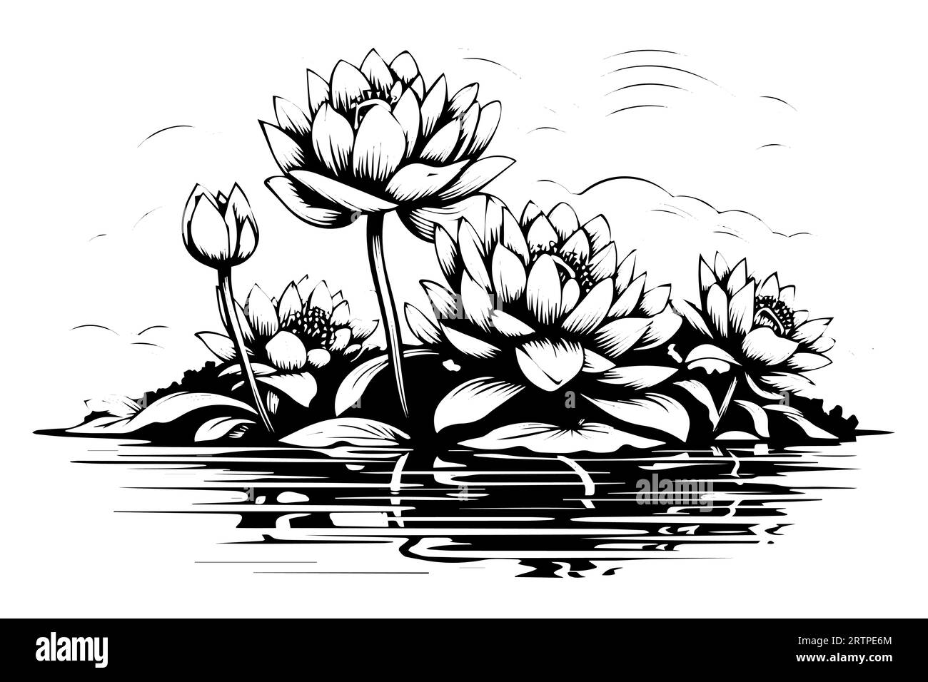 A lotus lily water flower in a vintage woodcut engraved etching style ...