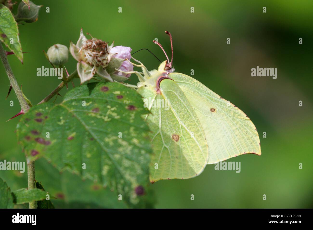 Brimstone uk butterfly hi-res stock photography and images - Alamy