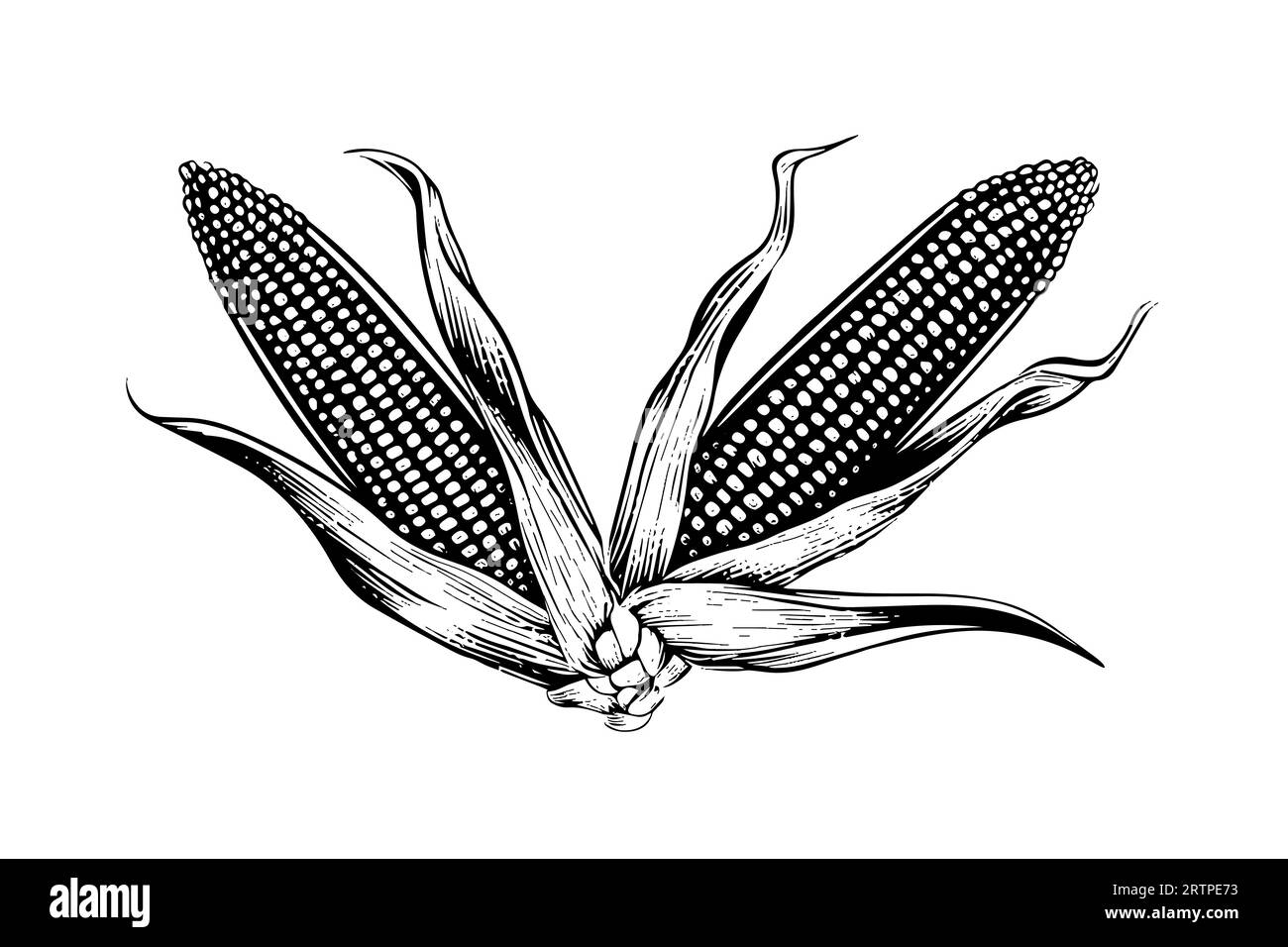 Two sweetcorn hand drawing sketch vintage engraving vector illustration ...