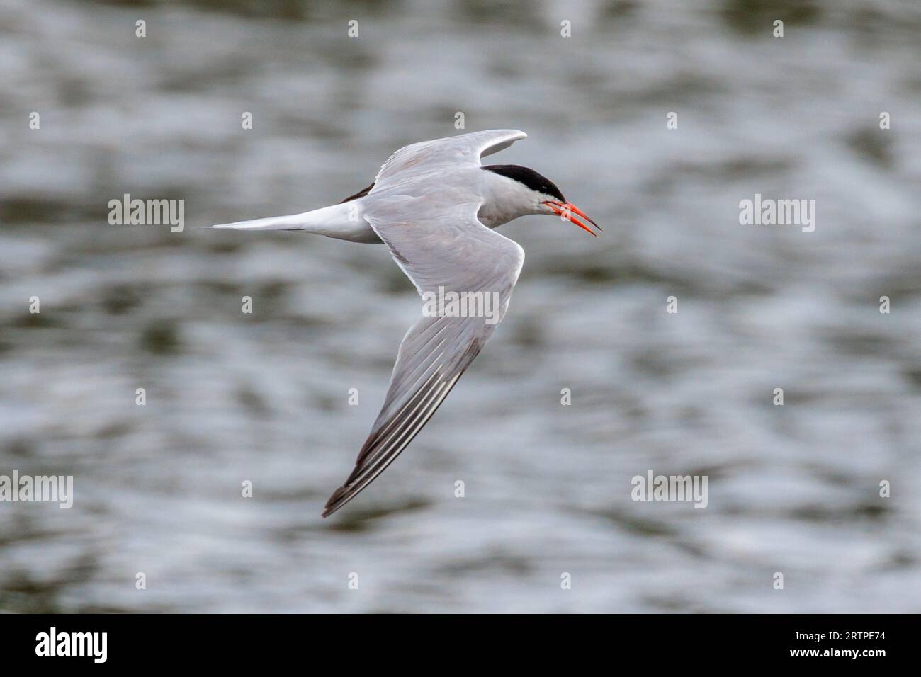 Common tern uk hi-res stock photography and images - Alamy