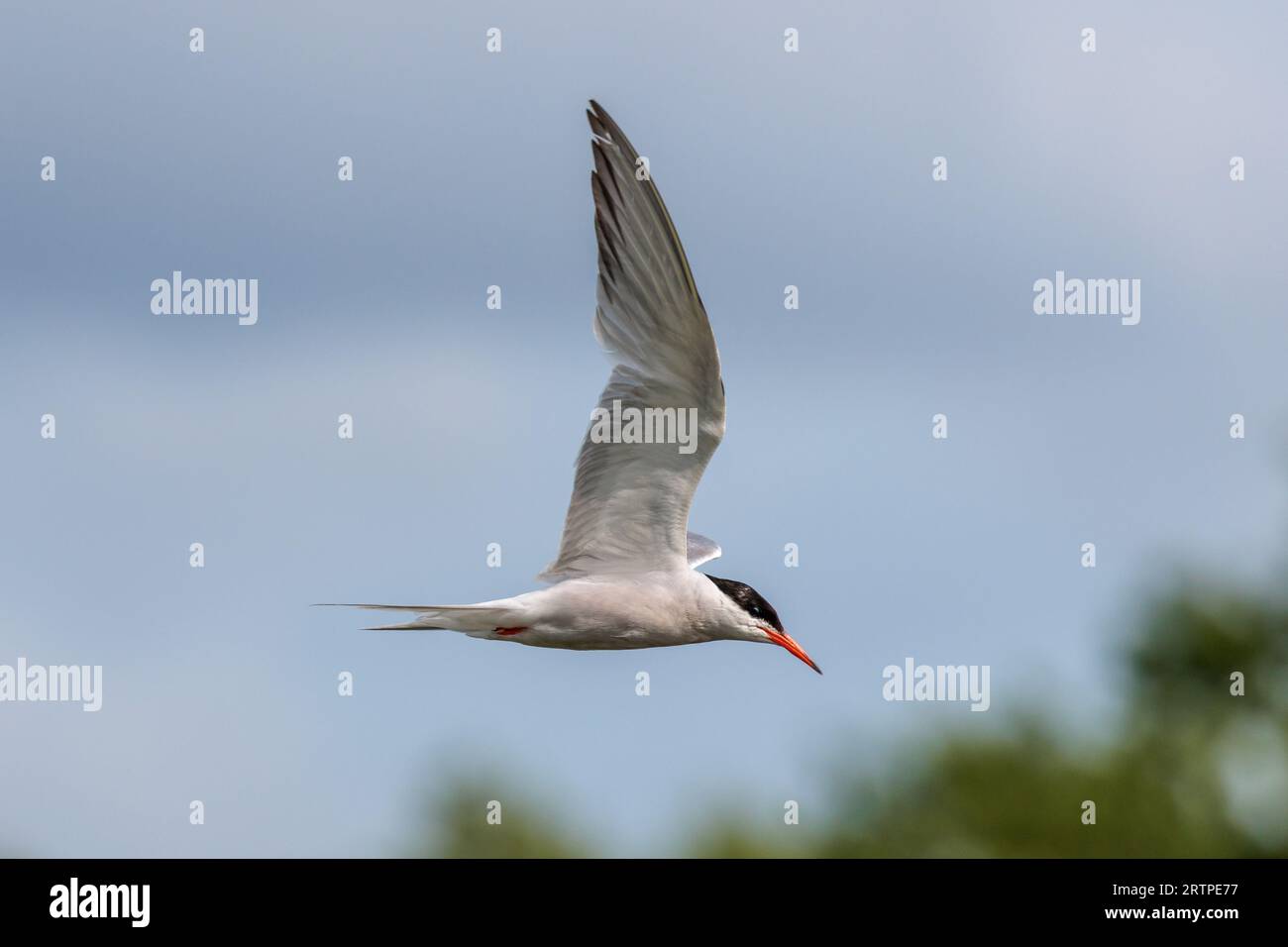 Common Tern, Sterna hirundo, flying, Sussex, UK Stock Photo - Alamy