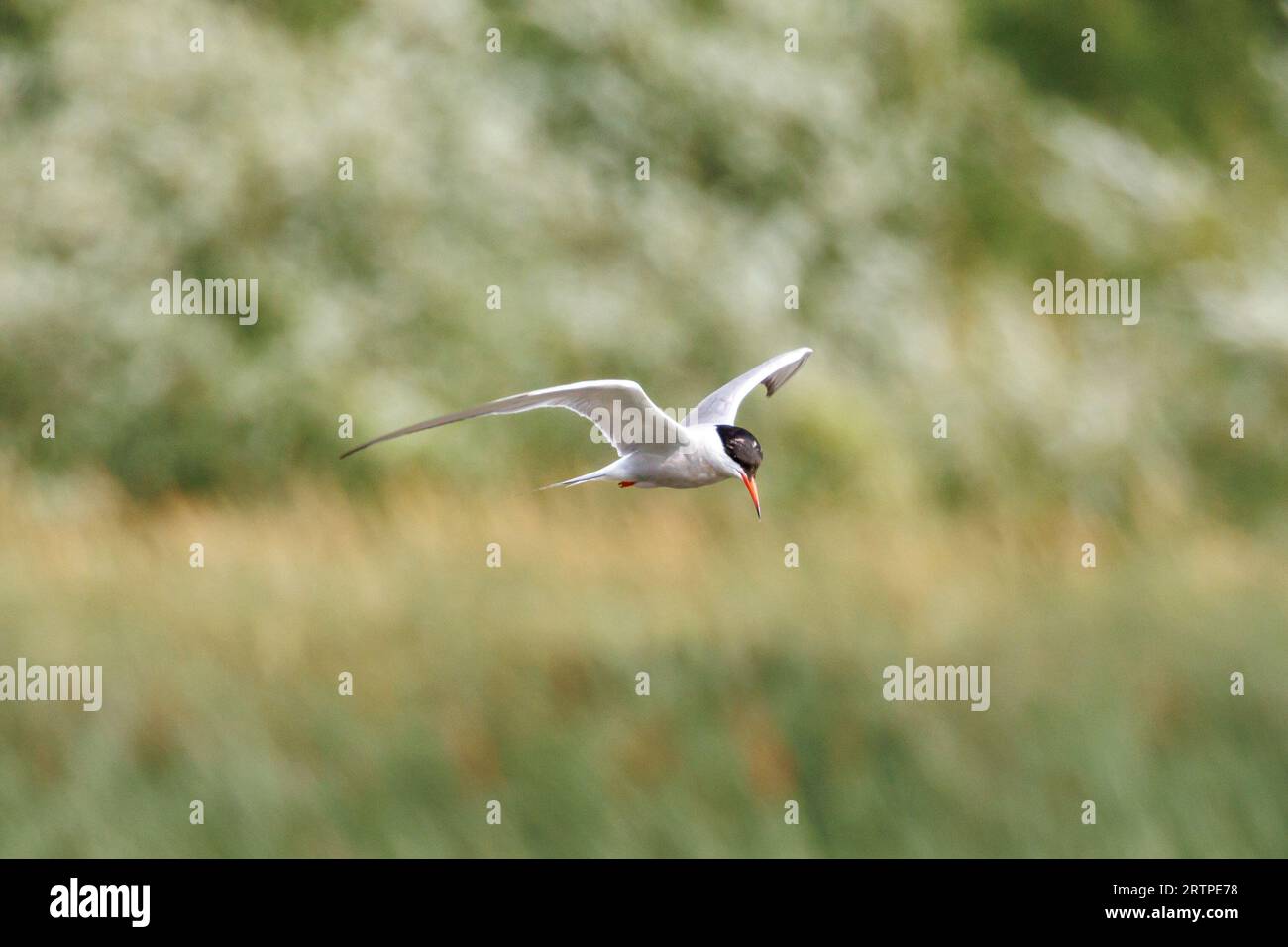 Common Tern, Sterna hirundo, flying, Sussex, UK Stock Photo - Alamy