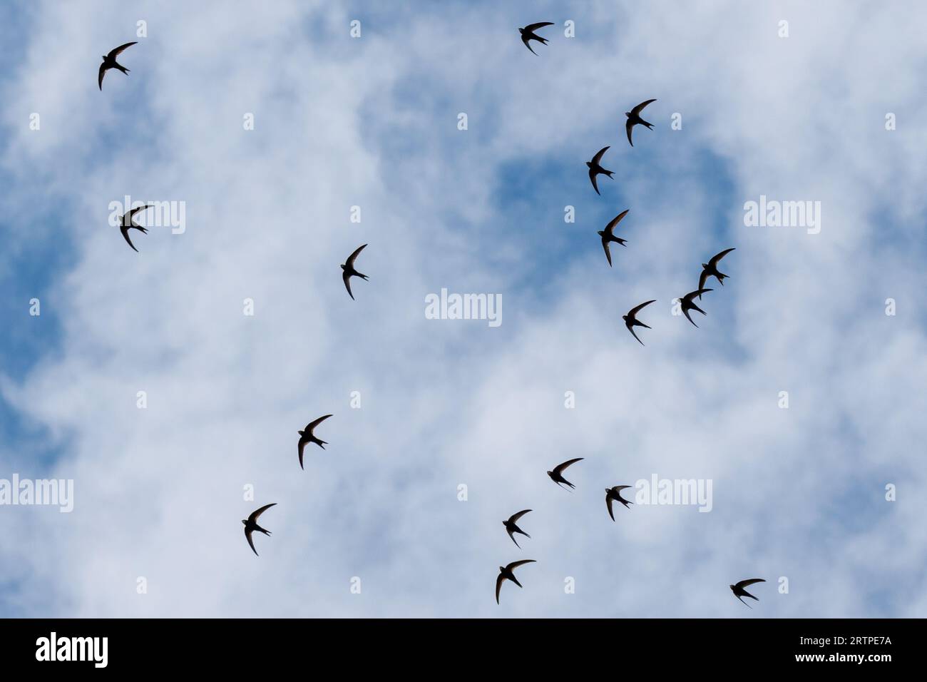 Flying swifts hi-res stock photography and images - Alamy
