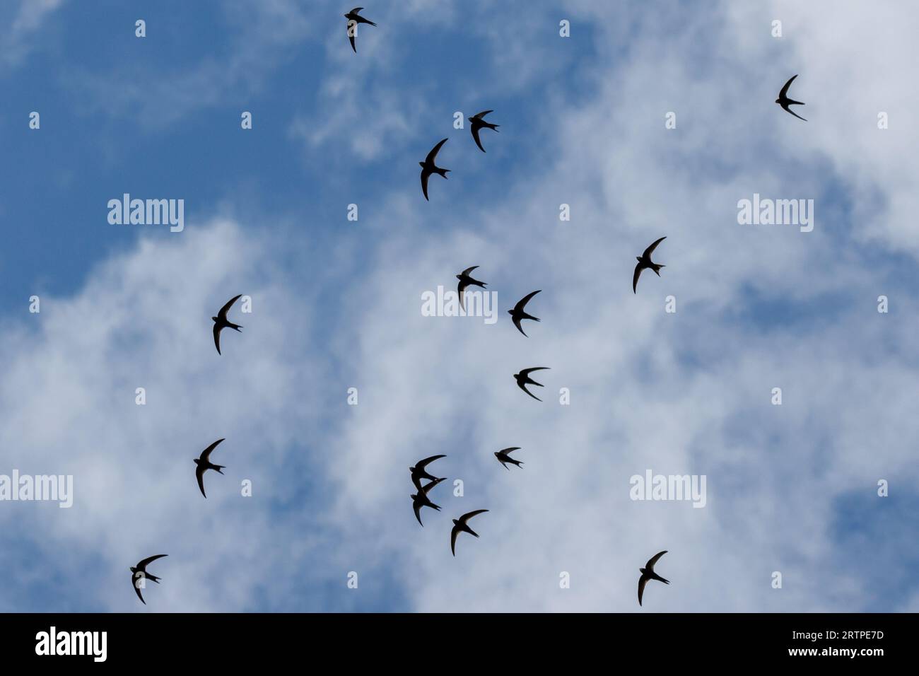Flying swifts hi-res stock photography and images - Alamy