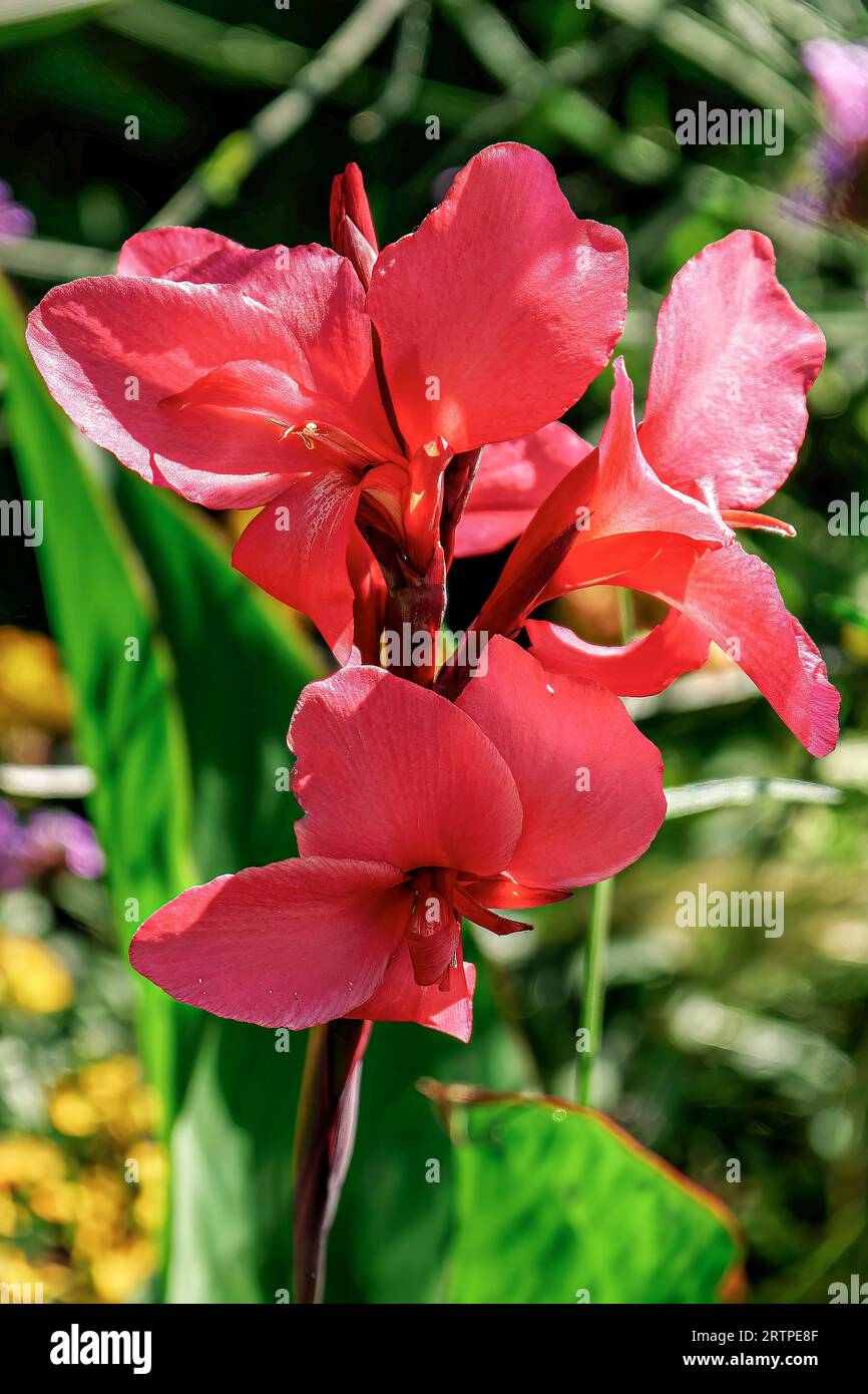 Firebird plant hi-res stock photography and images - Alamy