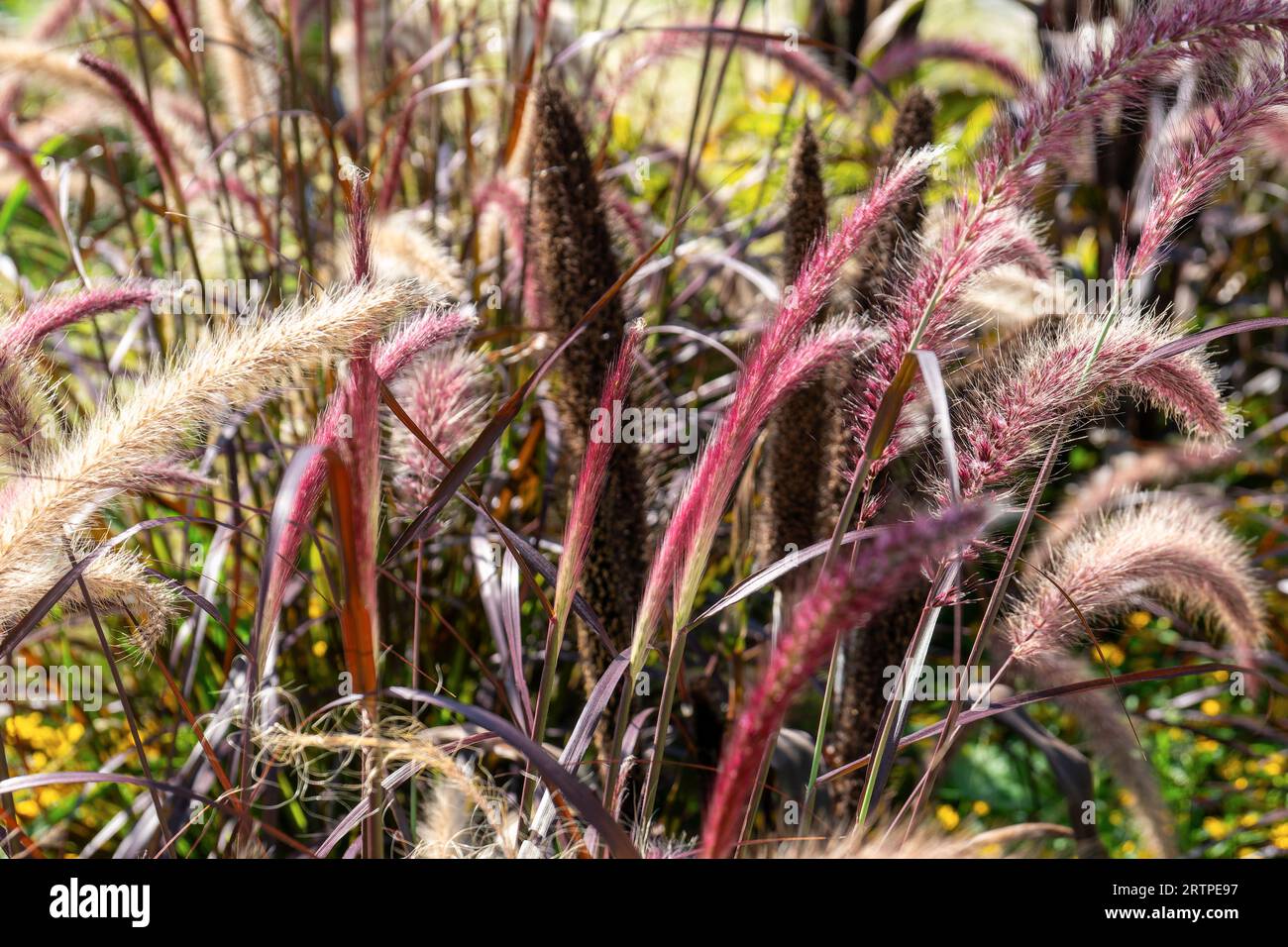 Pennisetum setaceum rubrum, commonly known as Purple Fountain Grass, is ...