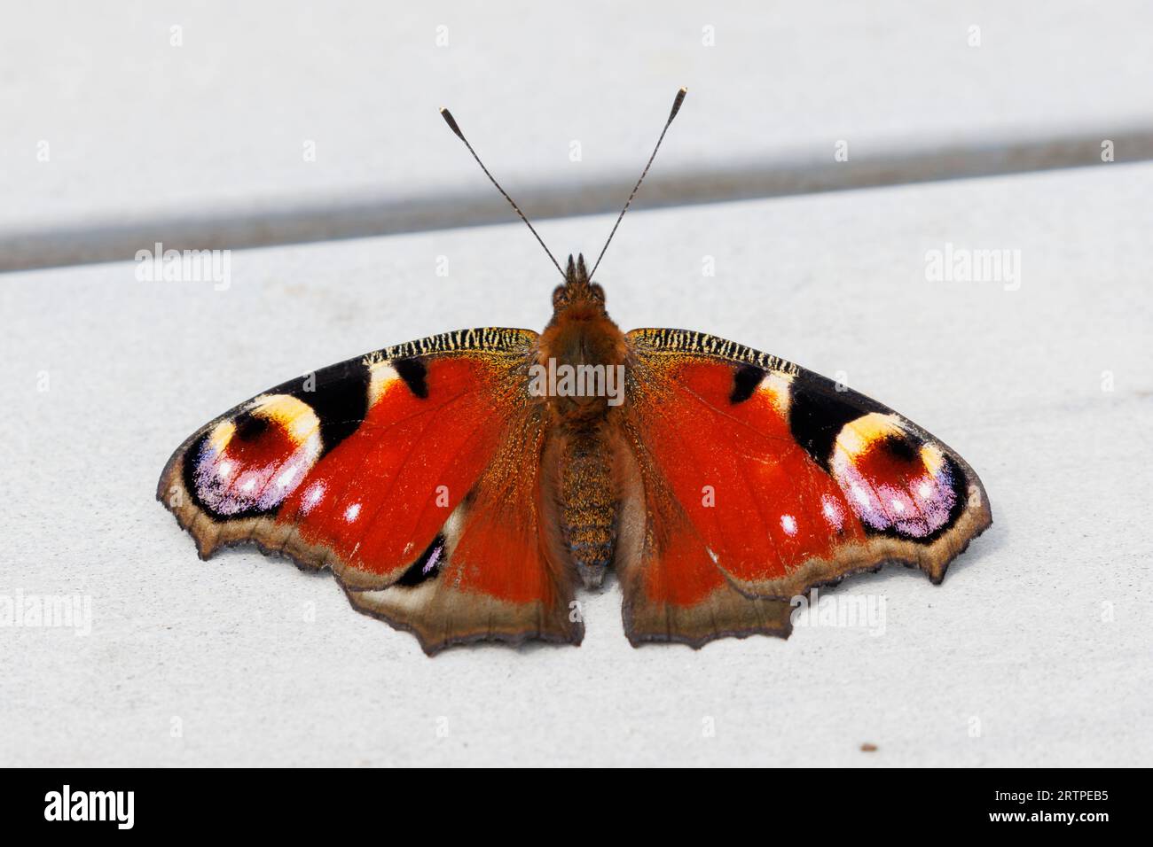 Io butterfly hi-res stock photography and images - Alamy