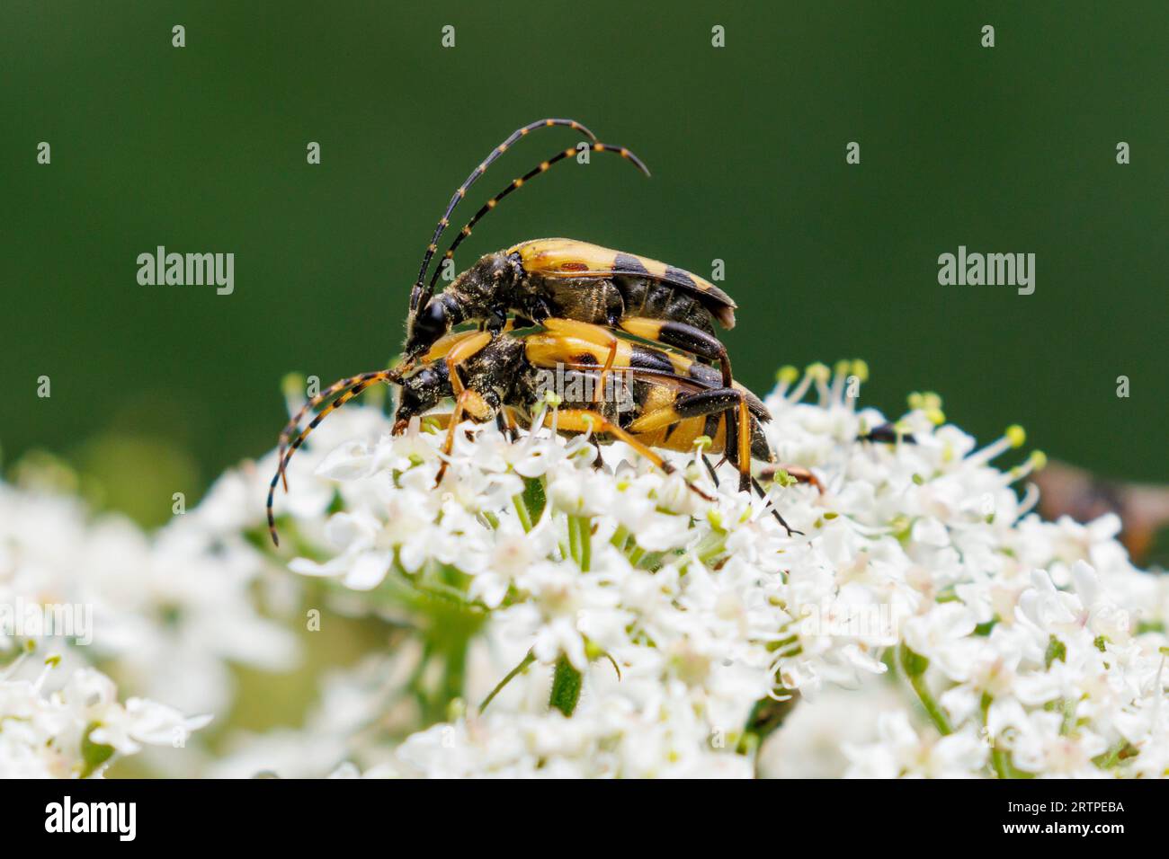 Black and yellow longhorn beetle, Rutpela maculata, mating. Sussex, UK ...