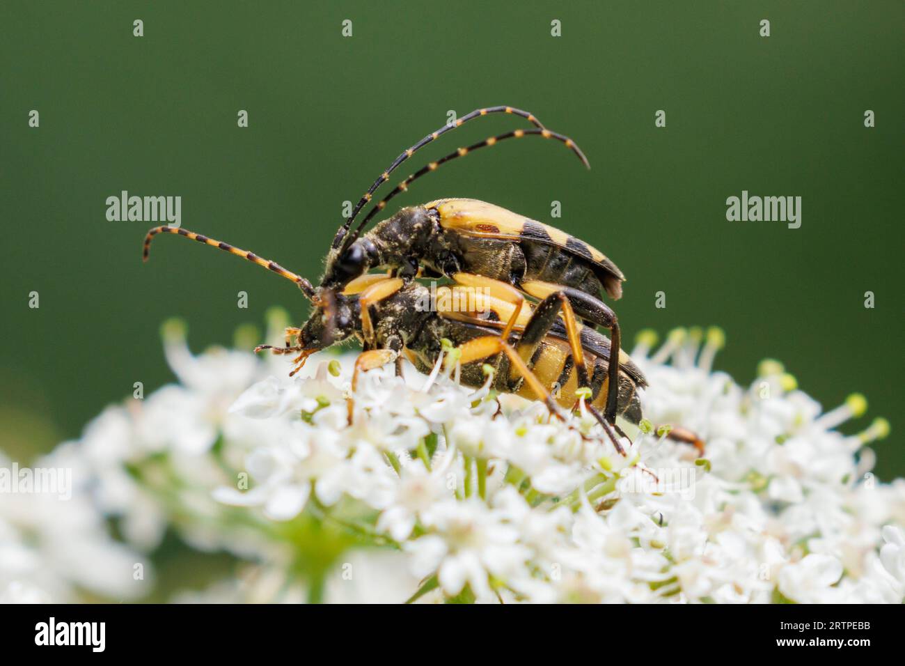 Black and yellow longhorn beetle, Rutpela maculata, mating. Sussex, UK ...