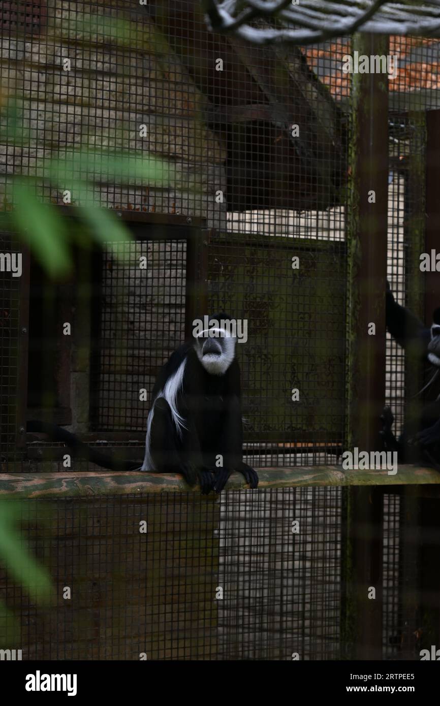 Animal At The Zoo Stock Photo - Alamy