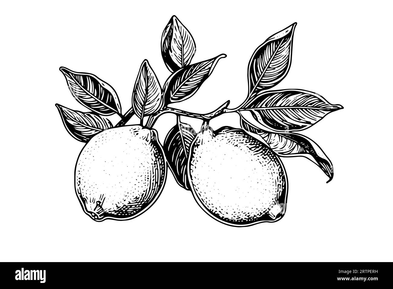 Hand drawn ink sketch vector illustration of lemon. Citrus in engraving style vector ...