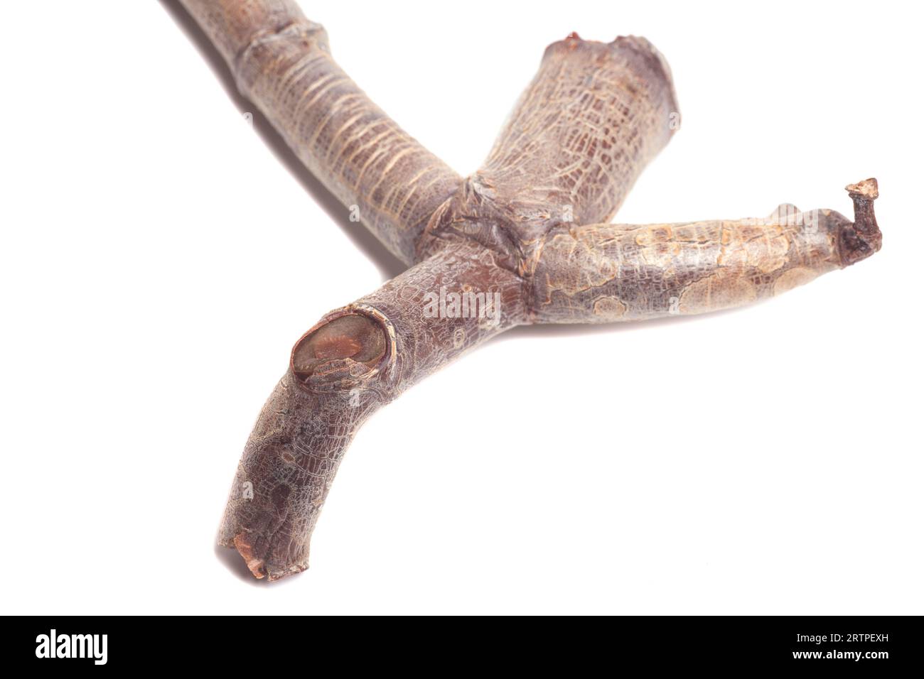 Dry trunk and branches of exotic tree Isolated on White Stock Photo - Alamy