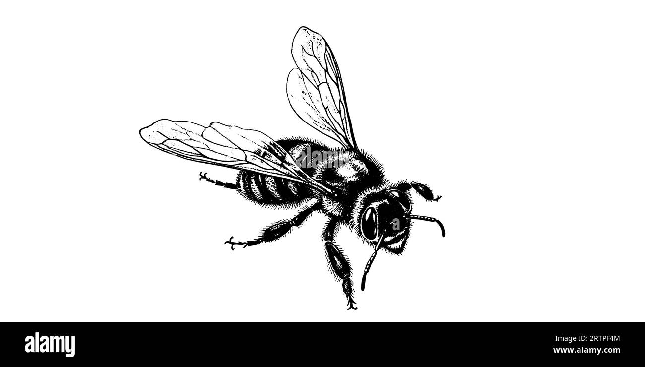 Vector engraving hand drawn illustration of honey bee on white ...