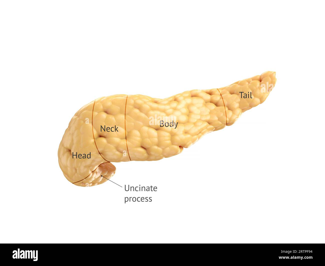 Tail of pancreas hi-res stock photography and images - Alamy
