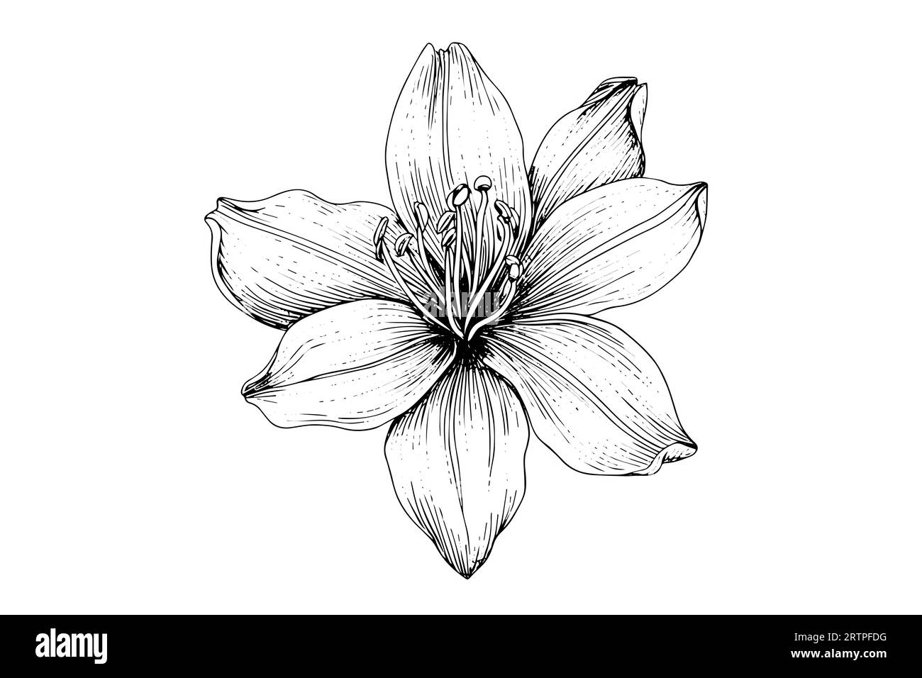 Saffron or crocus hand drawn ink sketch. Vector illustration in ...