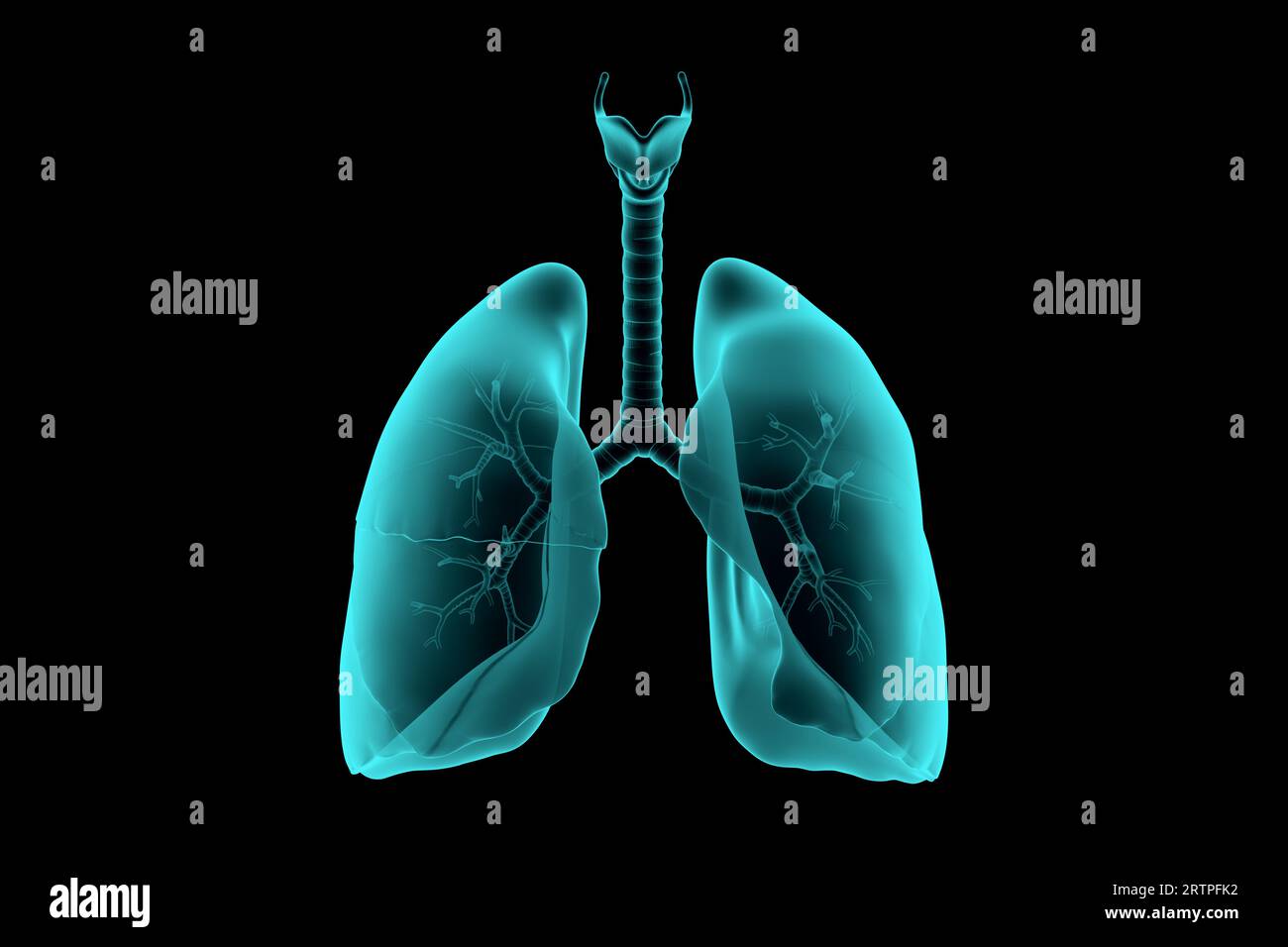 3d illustration of human lungs realistic x-ray simulation isolated on ...